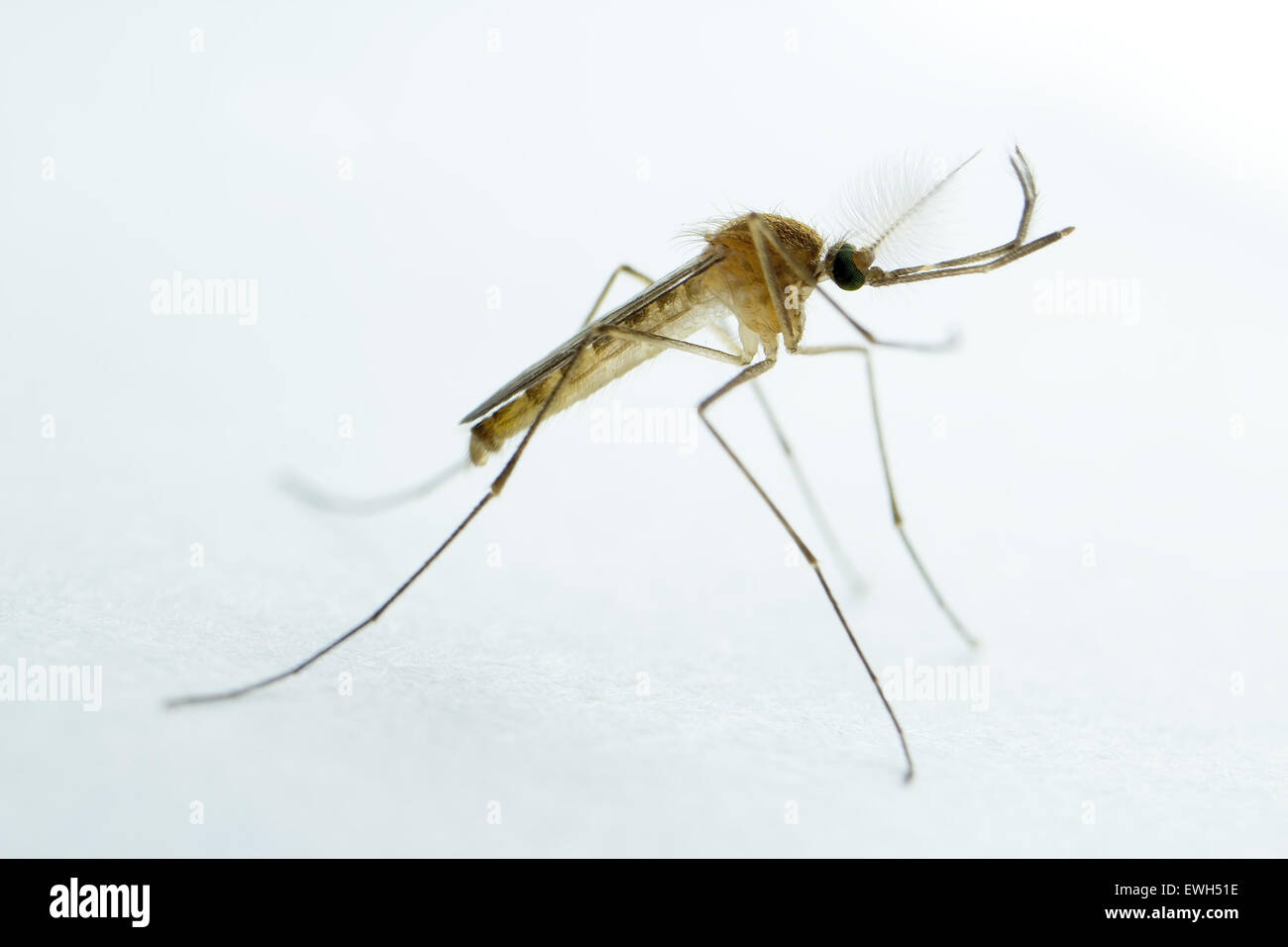 A high magnification macro of a mosquito Stock Photo - Alamy