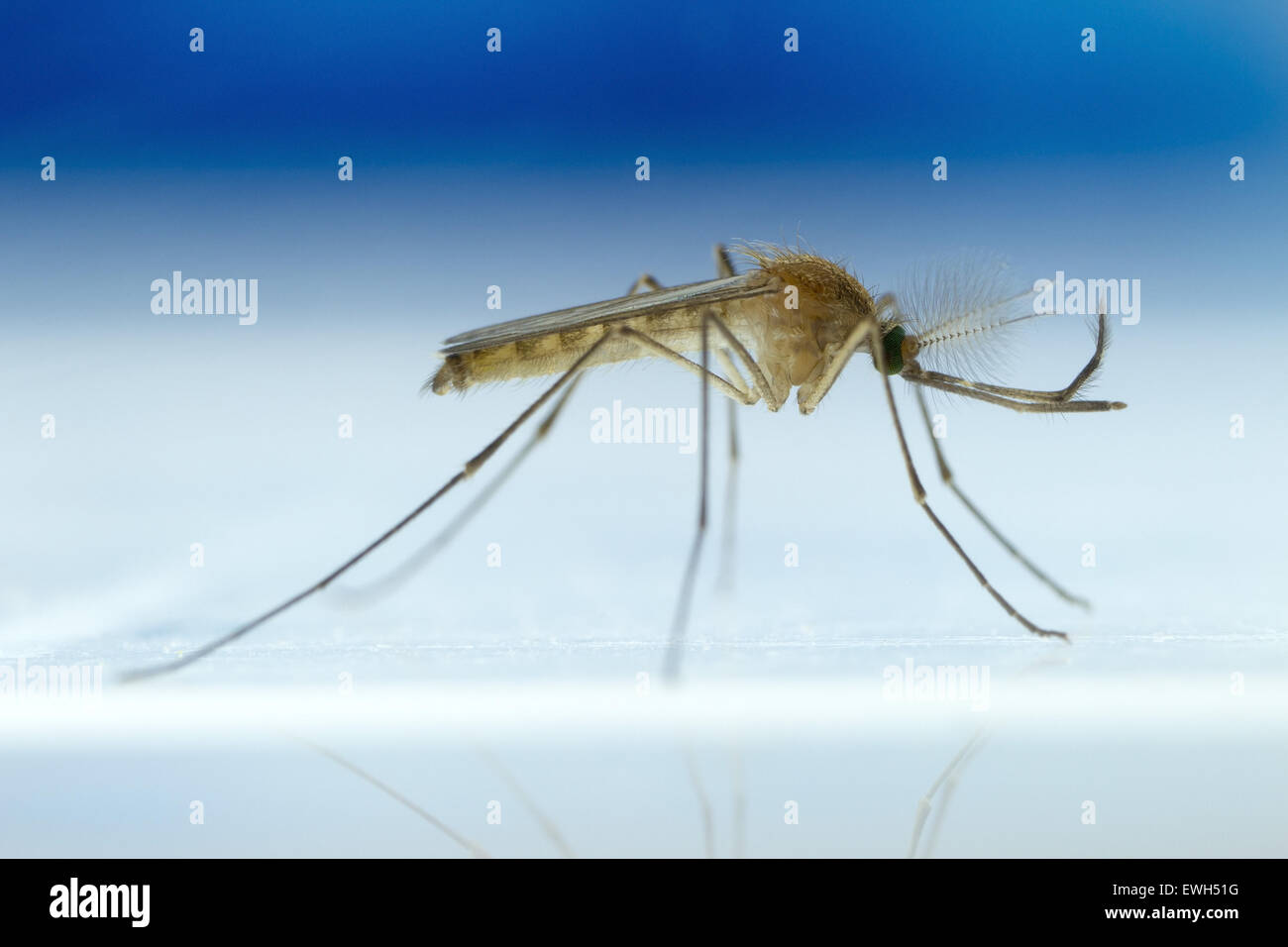 A high magnification macro of a mosquito Stock Photo - Alamy