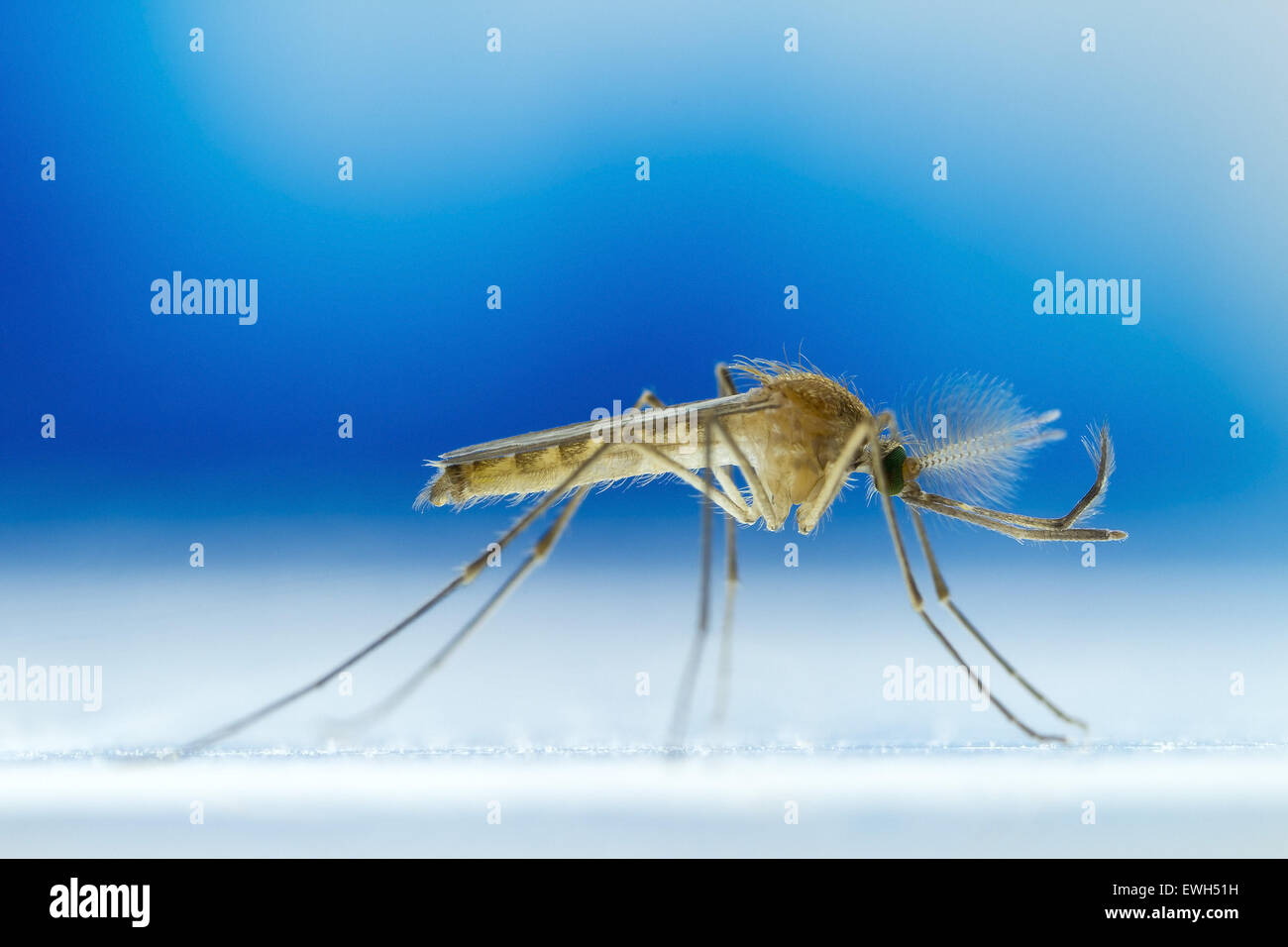 A high magnification macro of a mosquito Stock Photo - Alamy