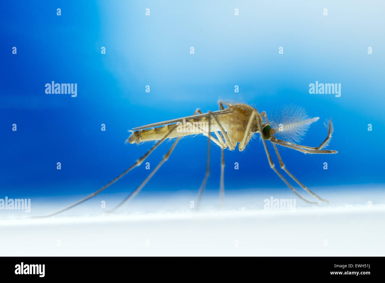 A high magnification macro of a mosquito Stock Photo - Alamy