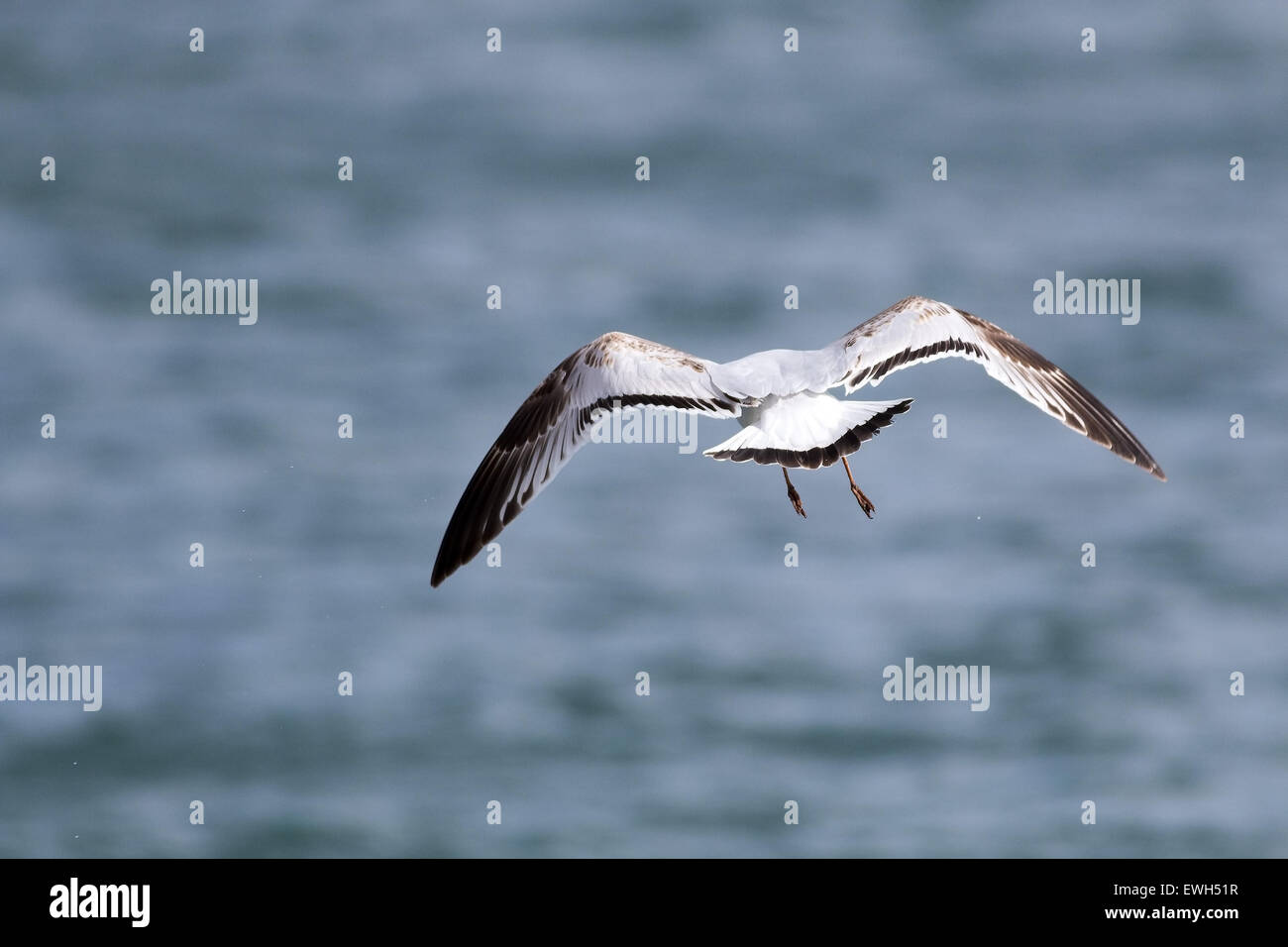 Seagull soaring over the sea Stock Photo - Alamy
