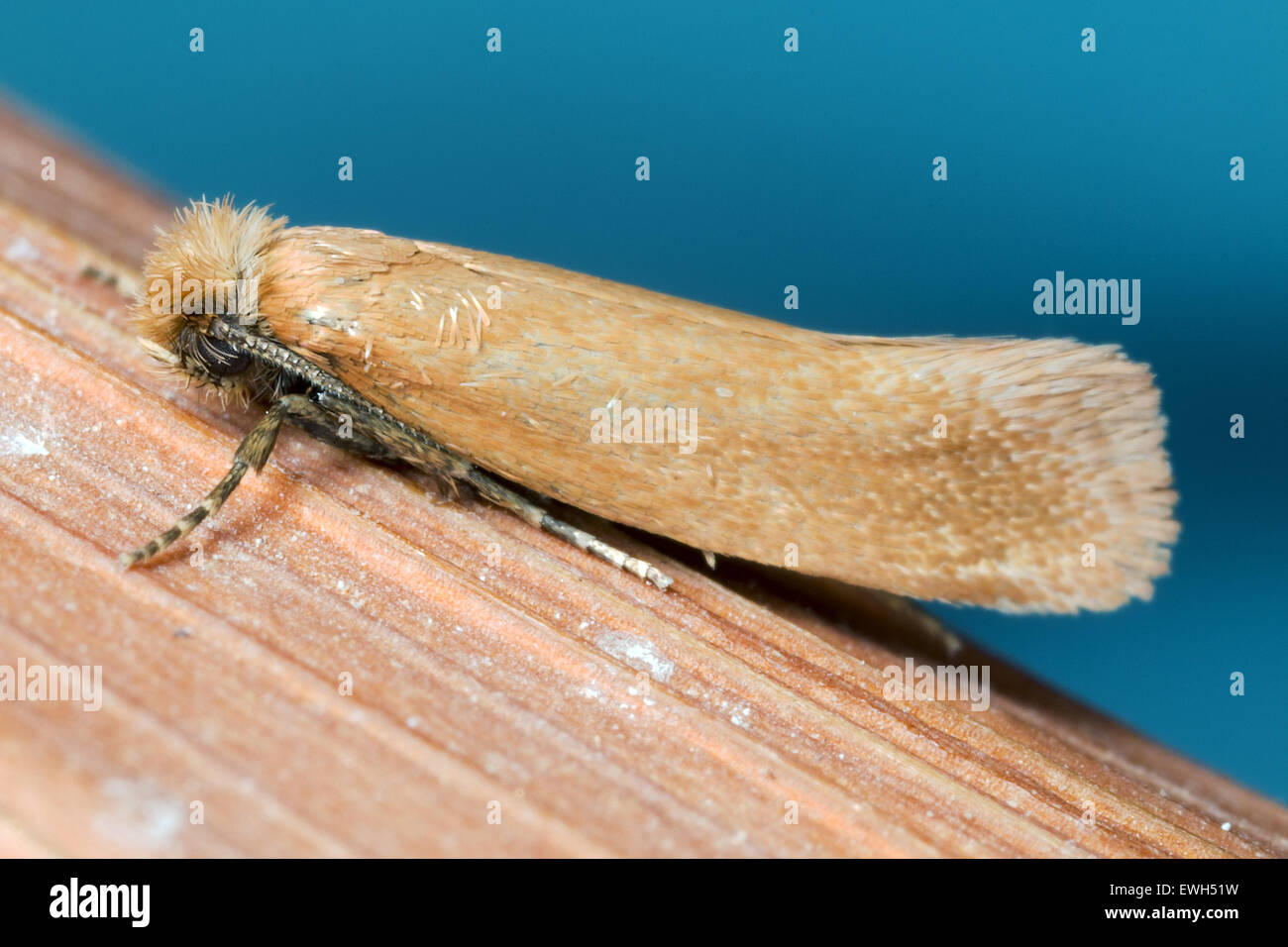 Tiny moth on leaf Stock Photo - Alamy