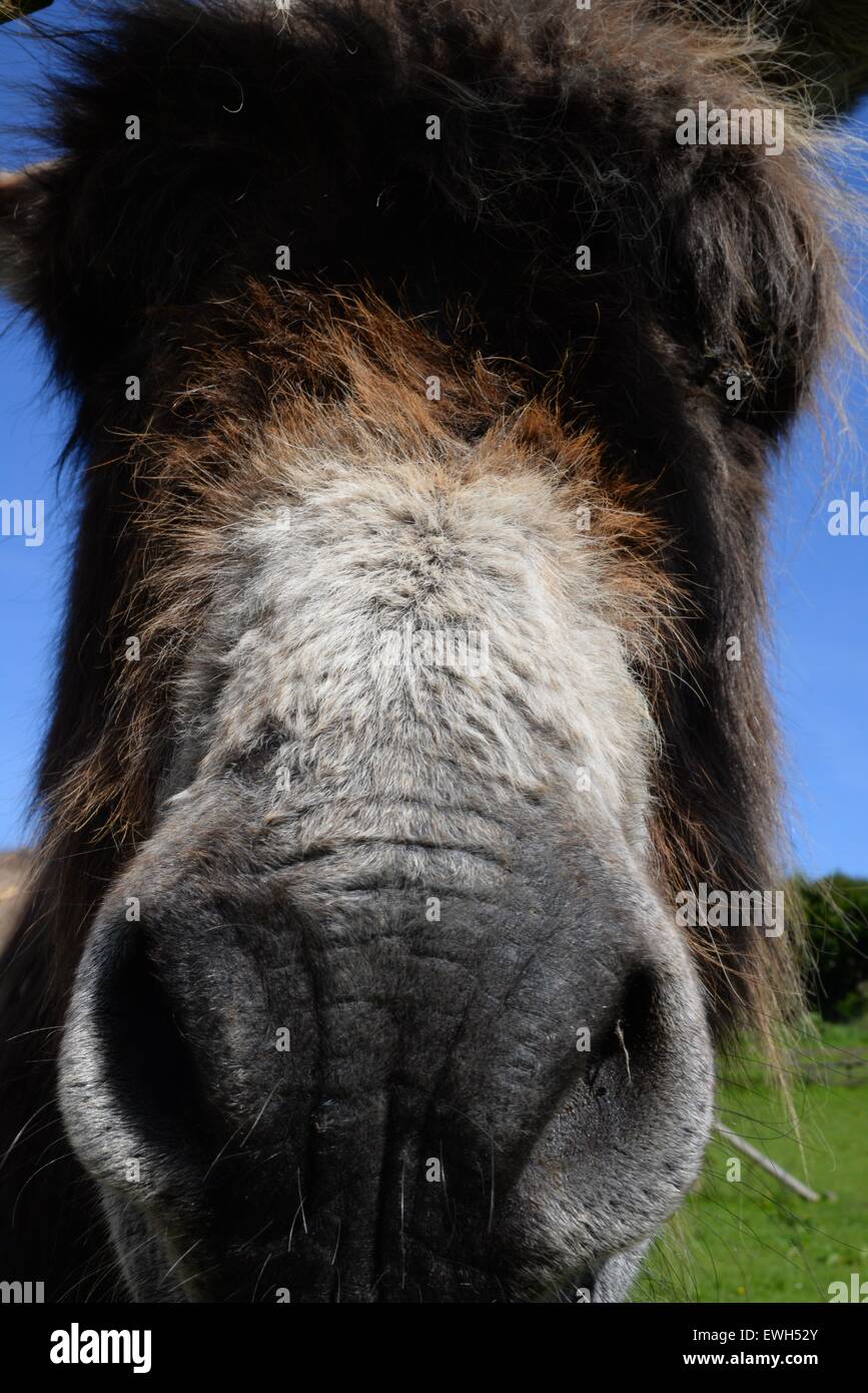 Donkey nose hi-res stock photography and images - Alamy
