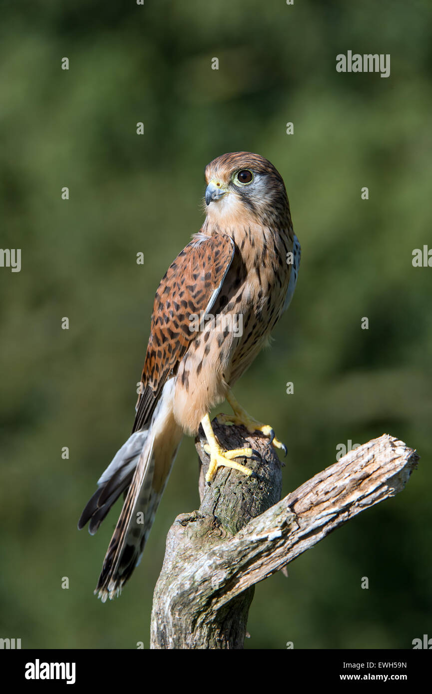 Kestrel (falco tinnunculus Stock Photo - Alamy