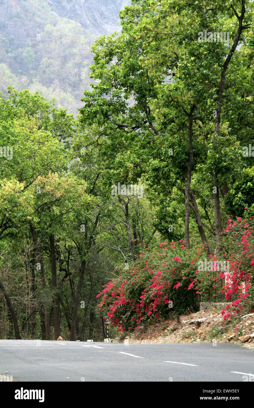 Roadside plants hi-res stock photography and images - Alamy