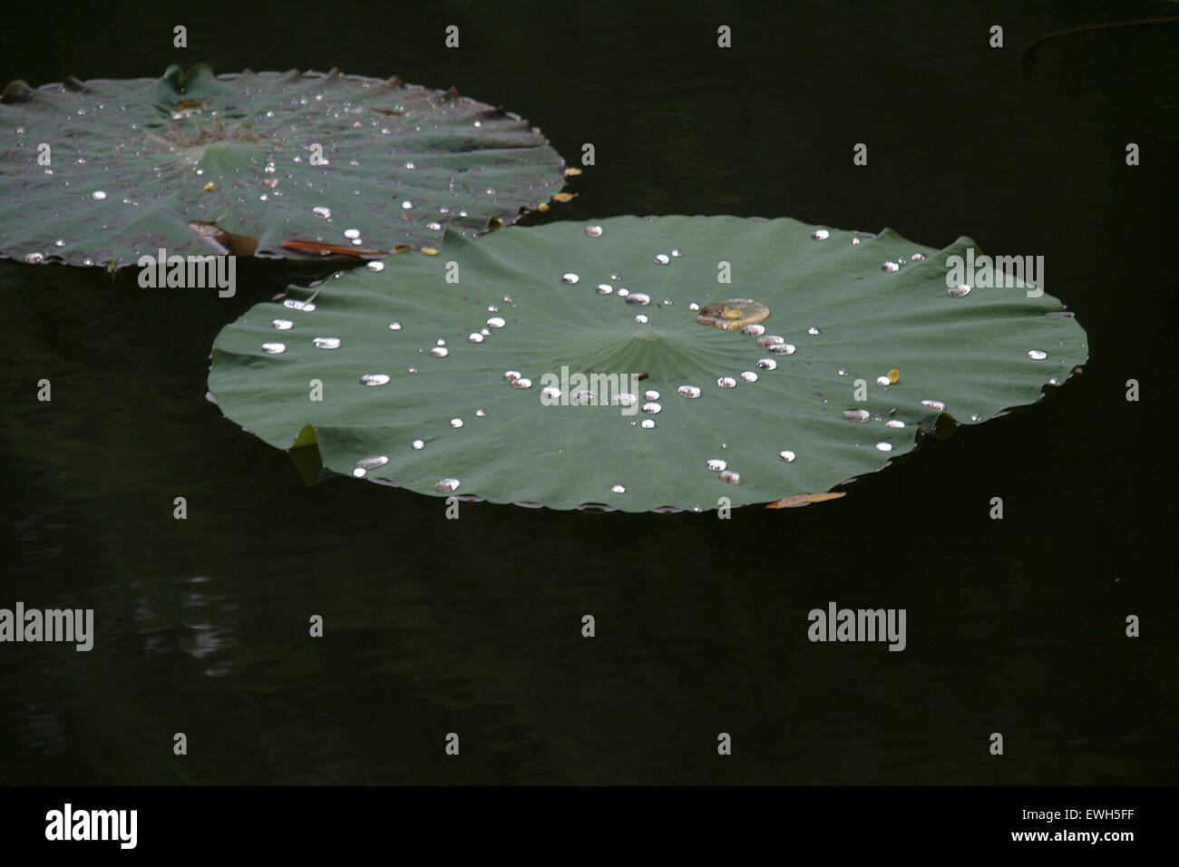 Dew drops on floating lotus leaves appear like silvery pearls Stock ...