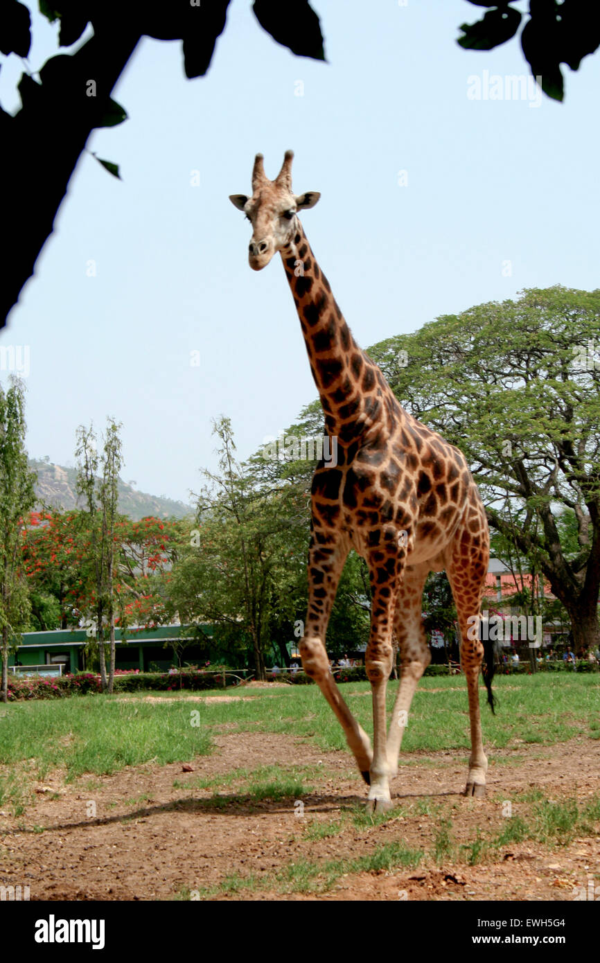 Long necked giraffe walking tall and majestivally Stock Photo - Alamy