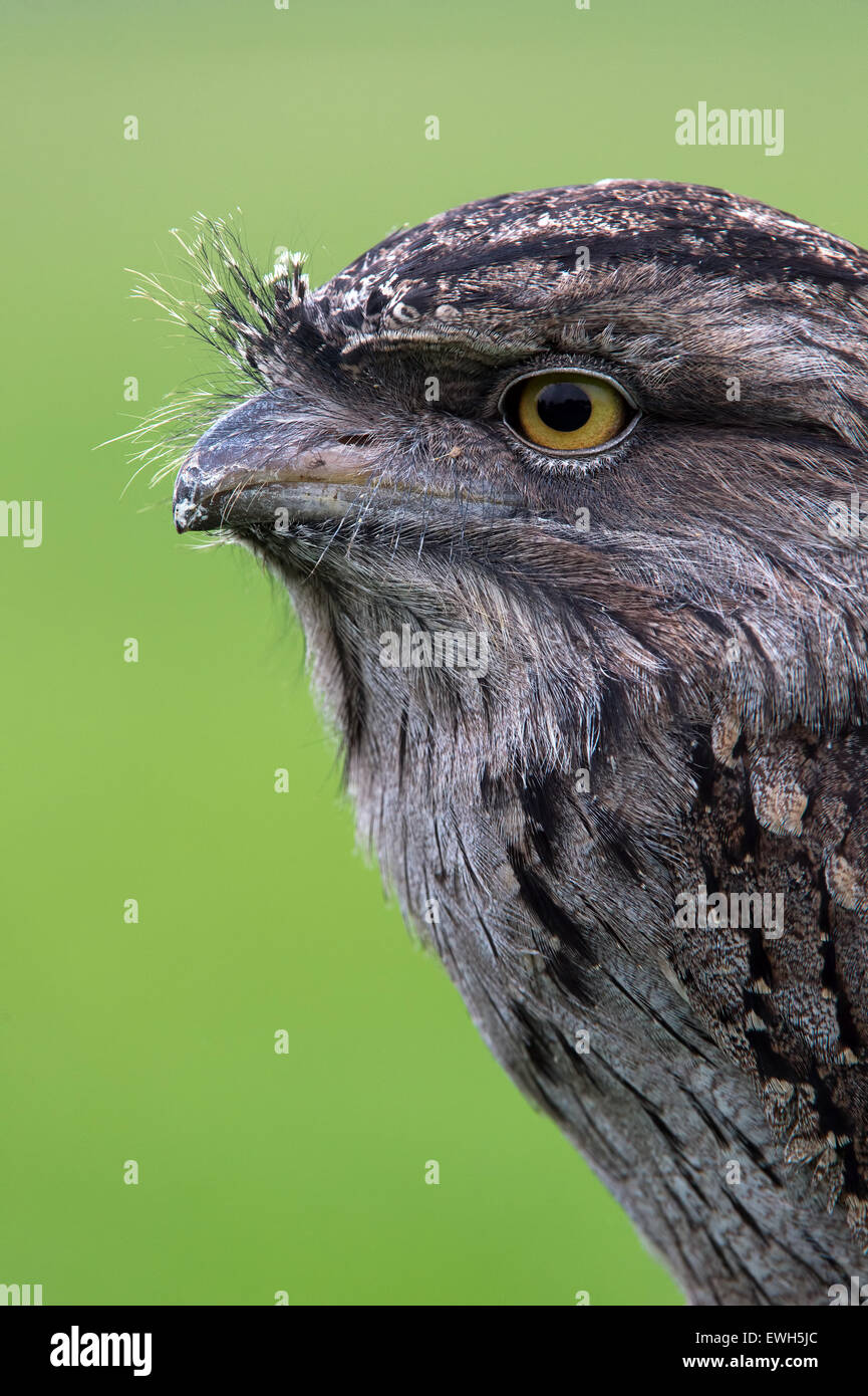 Tawny Frogmouth (podargus strigoides Stock Photo - Alamy