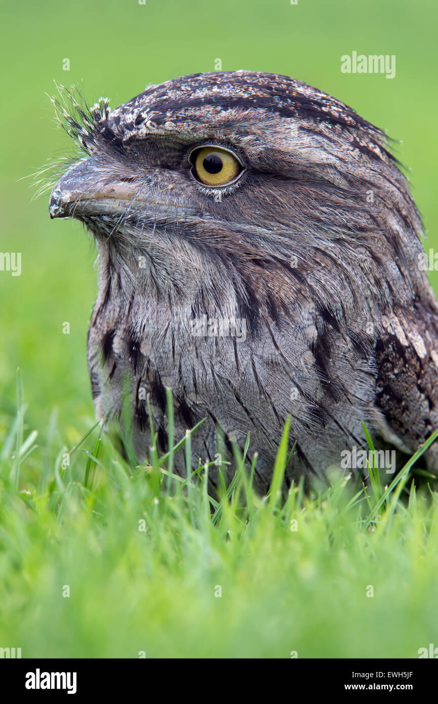 Strigoides hi-res stock photography and images - Alamy