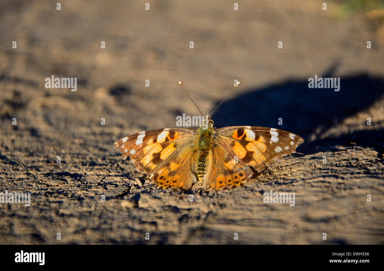 Beautiful butterfly stop on the ground in the setting sun Stock Photo ...