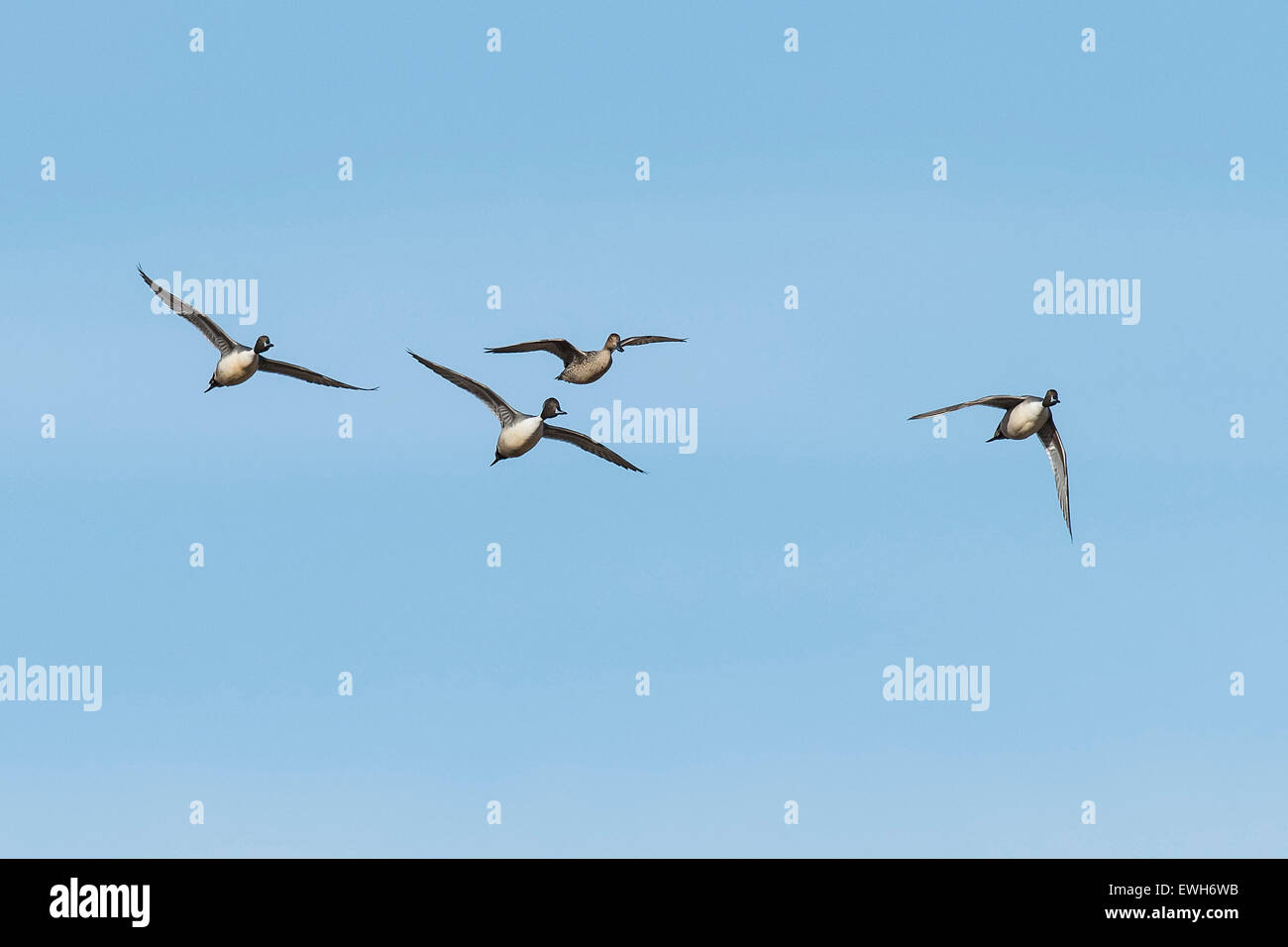 Flying Pintail Ducks Stock Photo - Alamy
