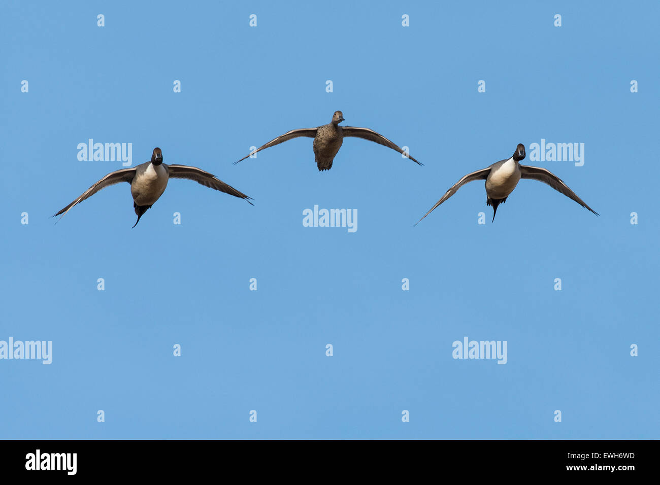 Flying Pintail Ducks Stock Photo - Alamy