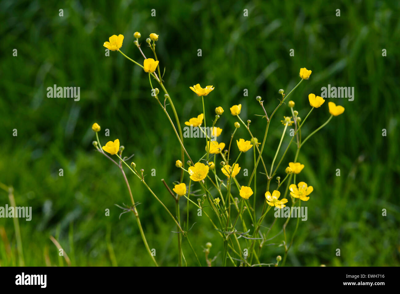 Meadow Buttercup, Ranunculus acris, wildflower, Dumfries & Galloway ...