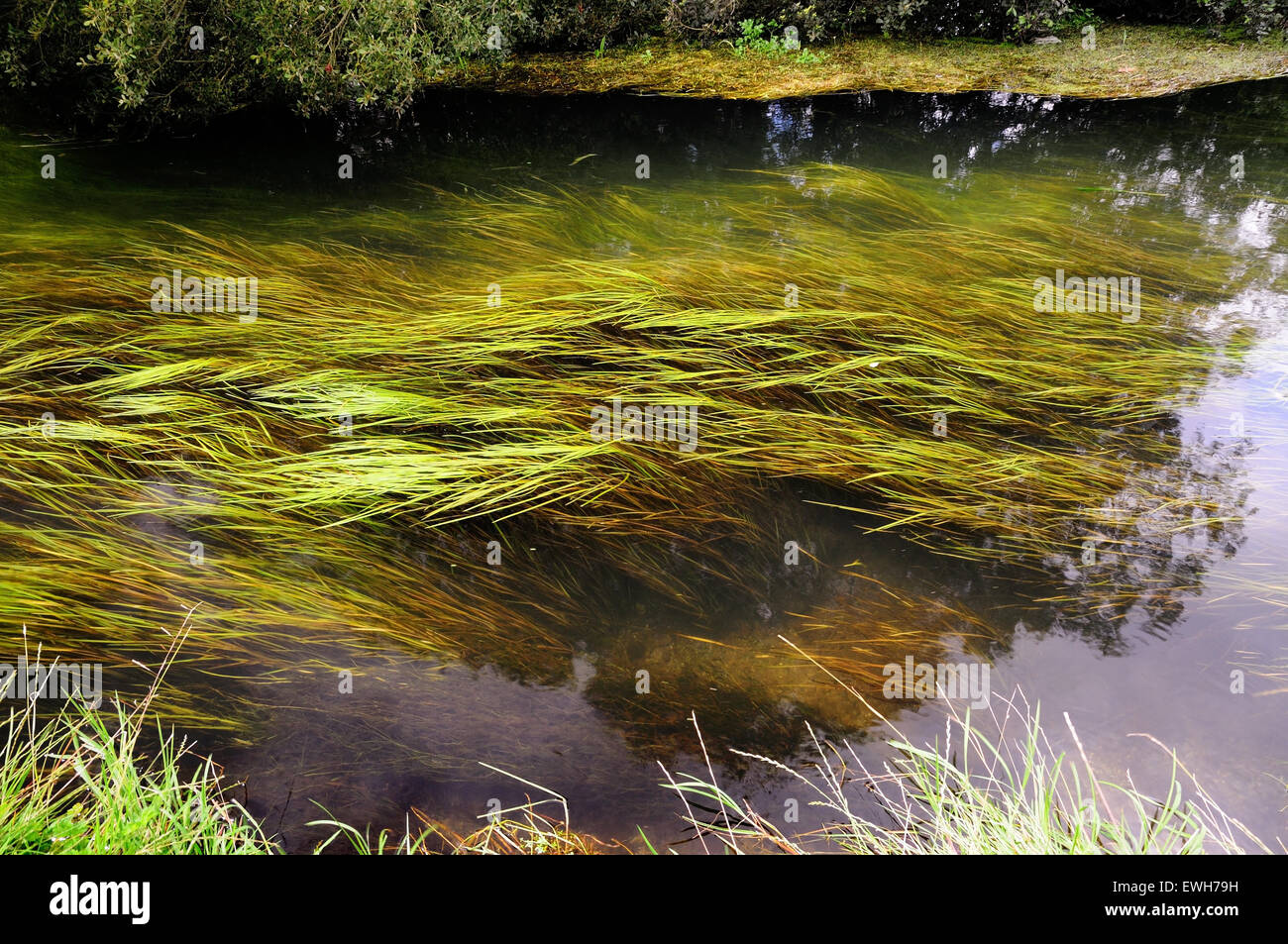 Underwater grass in the river Avon at Lord's Walk, Amesbury Stock Photo ...