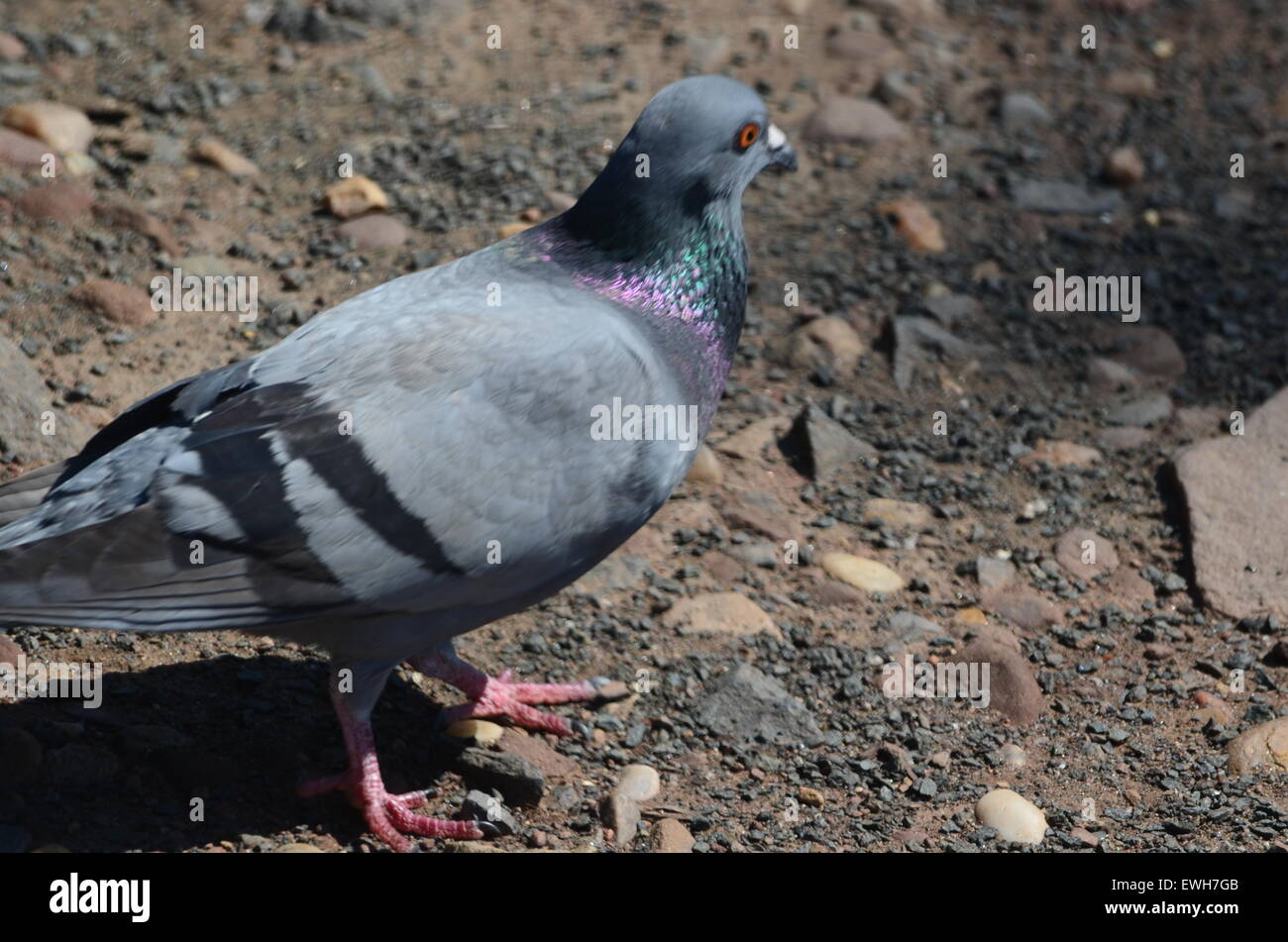 Colorful pigeon hi-res stock photography and images - Alamy