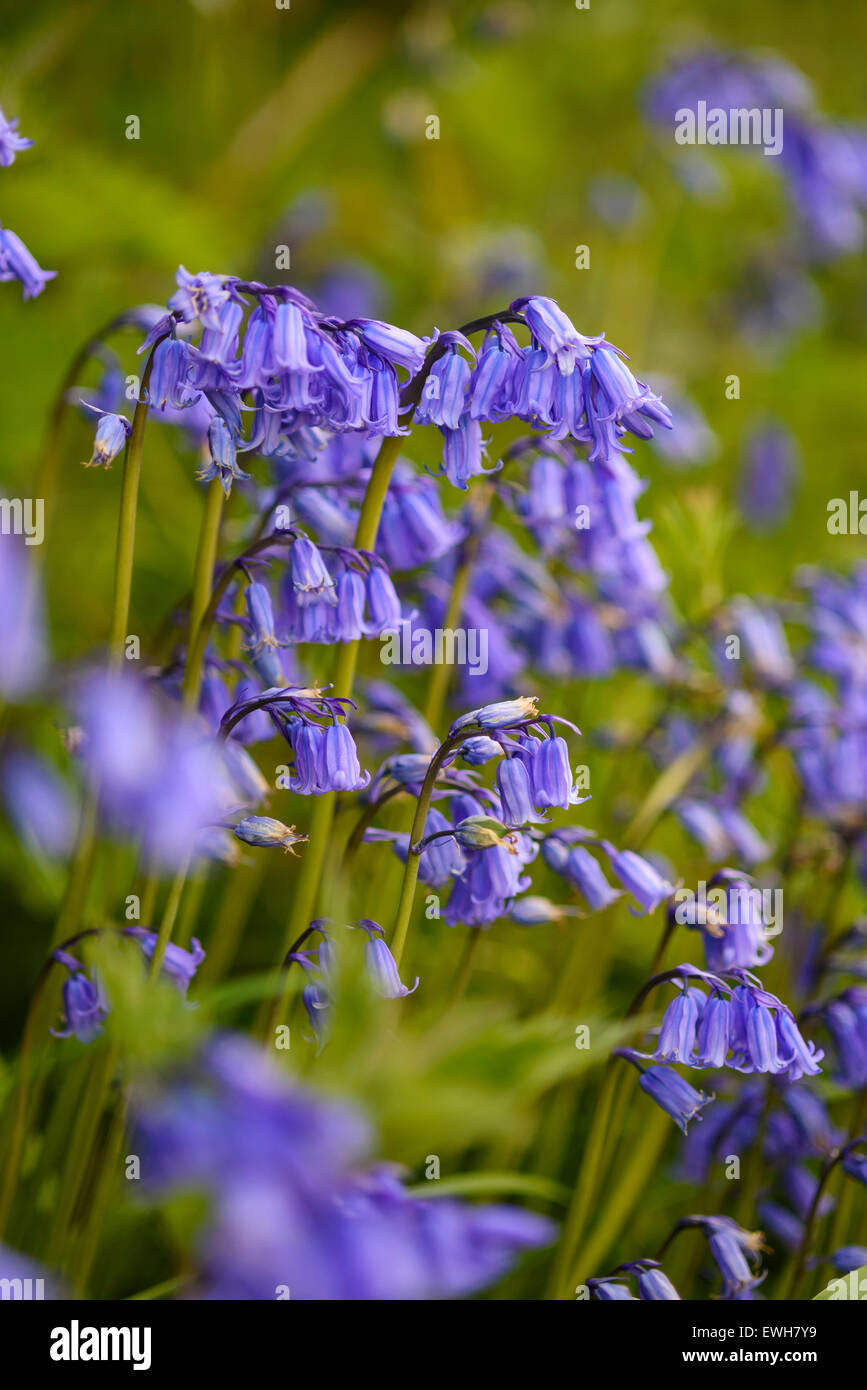 Bluebell, Hyacinthoides non-scripta, Endymion non-scriptus, wildflower ...