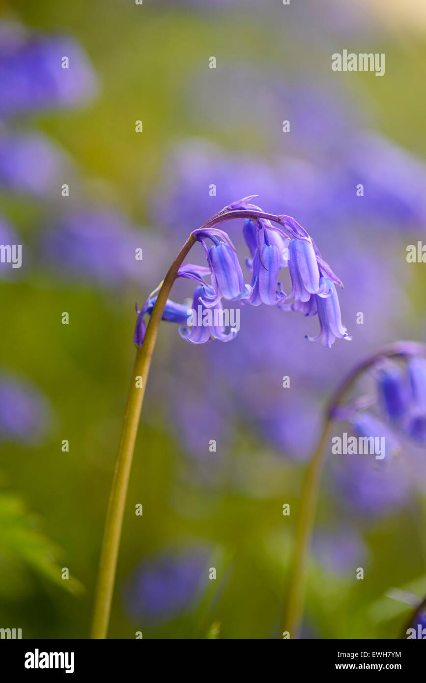 Bluebell, Hyacinthoides non-scripta, Endymion non-scriptus, wildflower ...