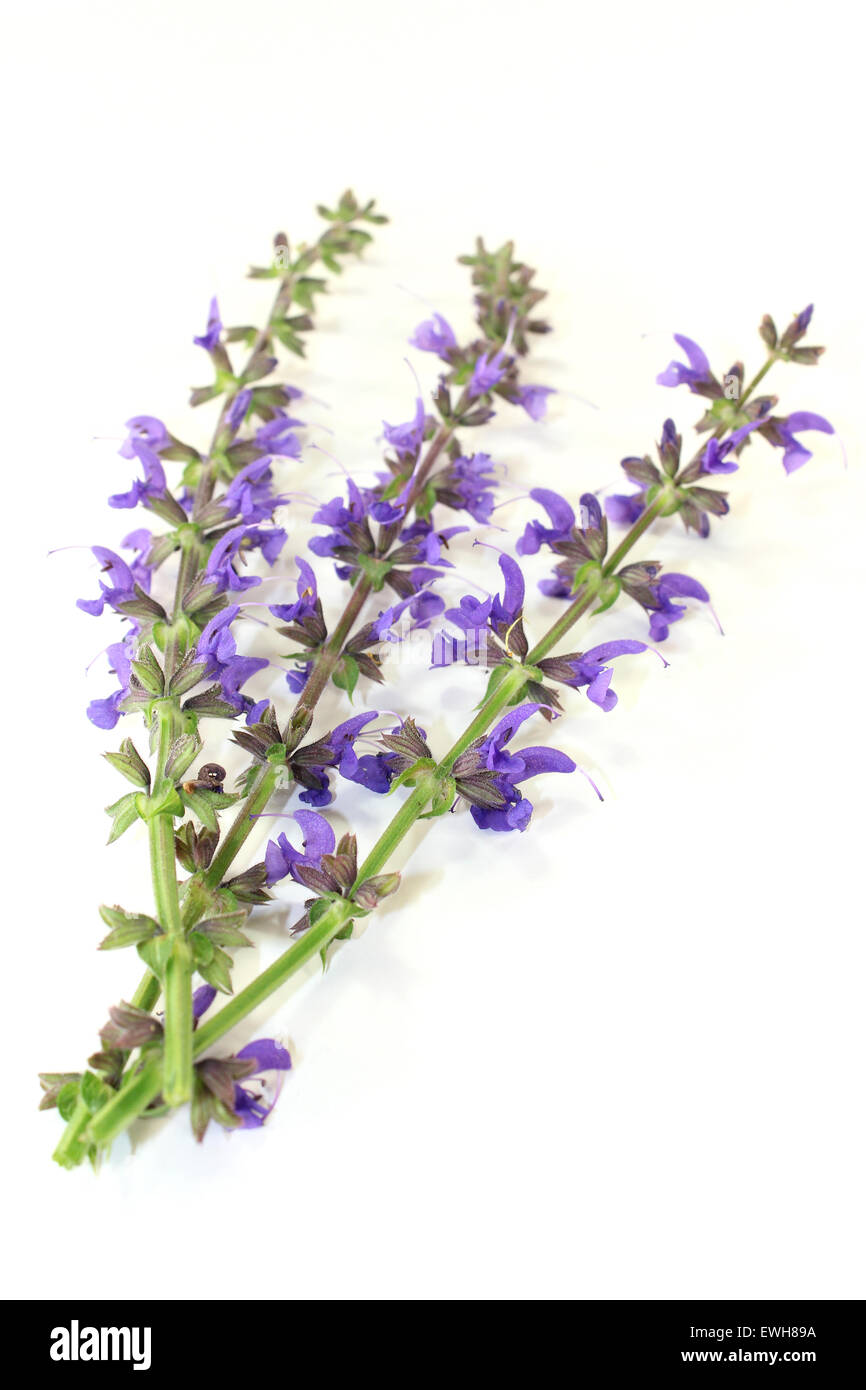 Medicinal plant flower Cut Out Stock Images & Pictures - Alamy