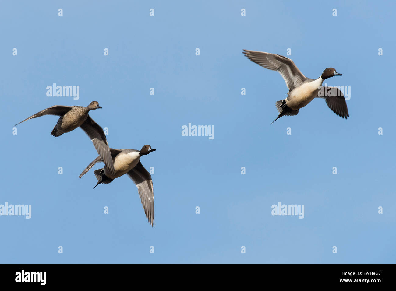 Flying Pintail Ducks Stock Photo - Alamy