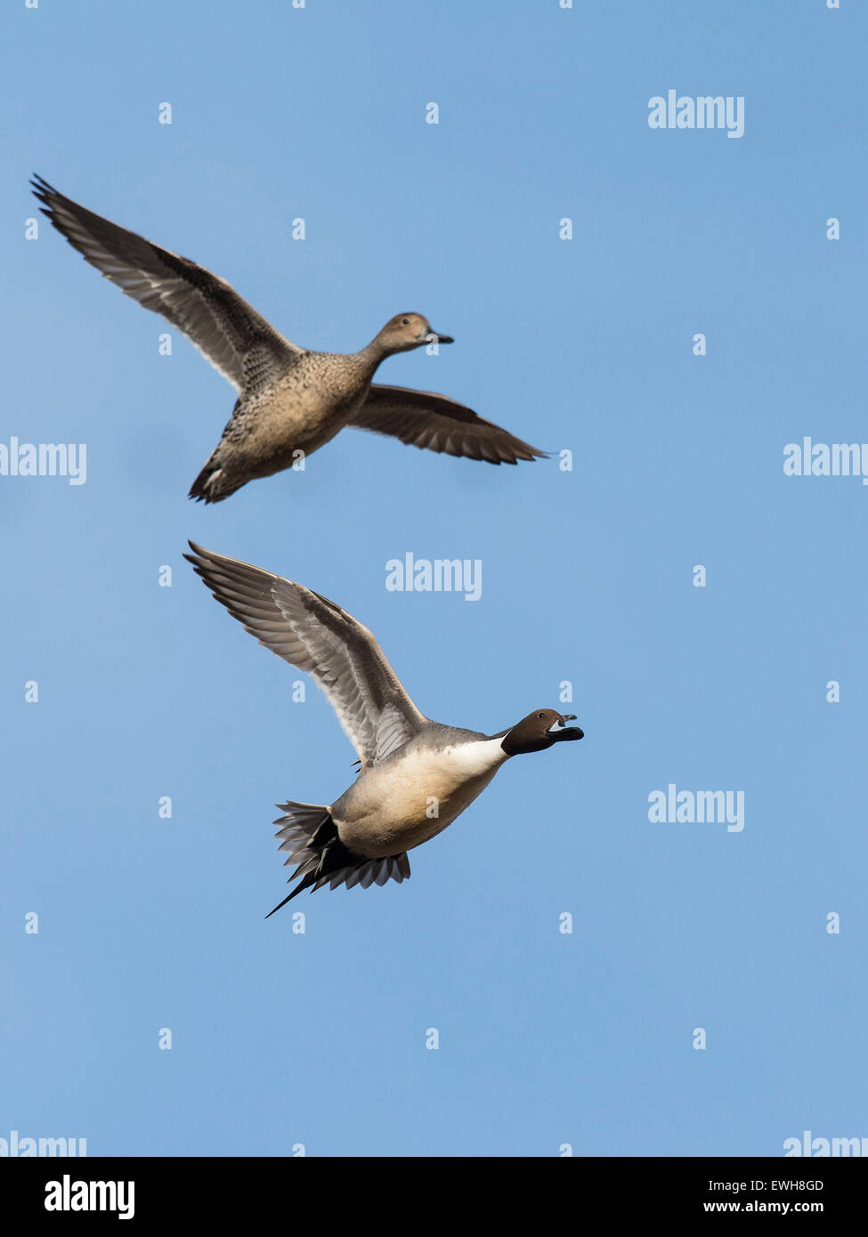 Flying Pintail Ducks Stock Photo - Alamy