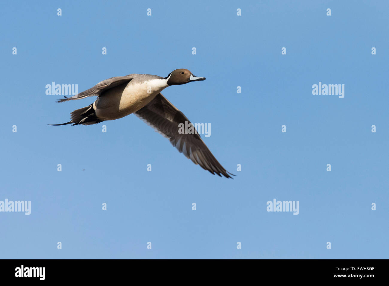 Flying Pintail Ducks Stock Photo - Alamy