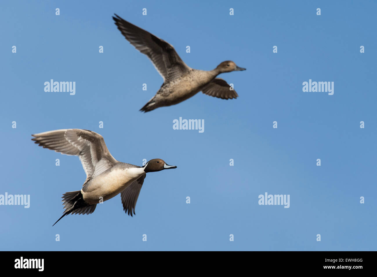 Flying Pintail Ducks Stock Photo - Alamy