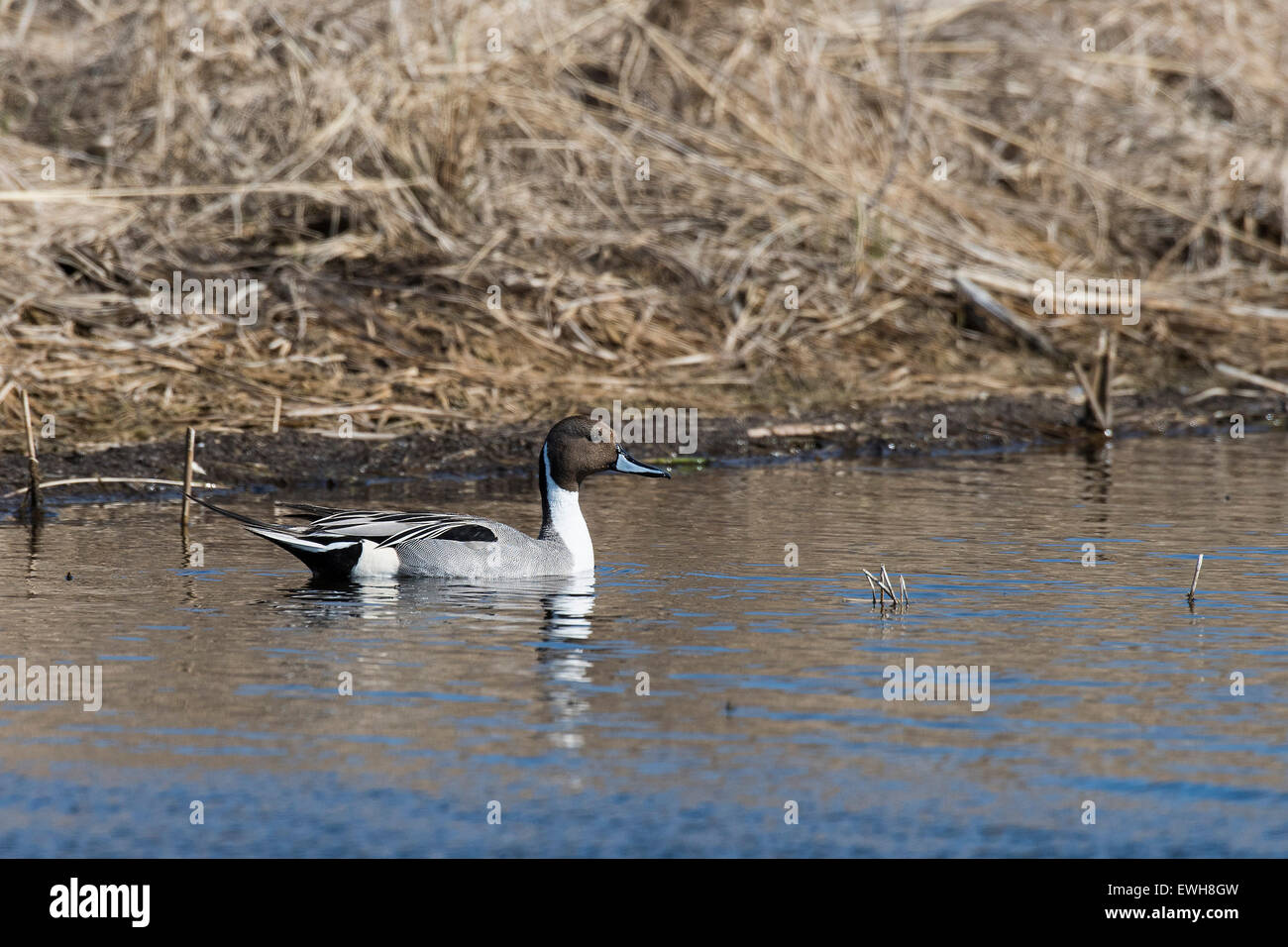 Pintail migration hi-res stock photography and images - Alamy