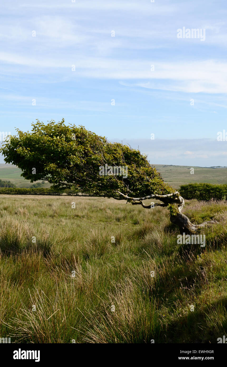 Beech tree shaped by strong wind Tarka Trail Exmoor National Park Devon ...