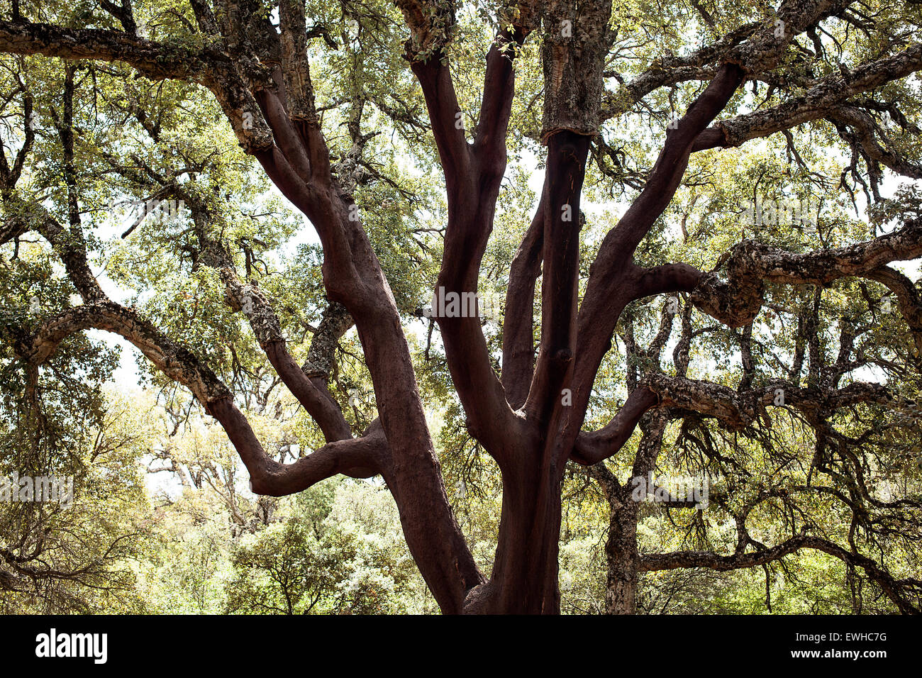 Mediterranean trees hi-res stock photography and images - Alamy