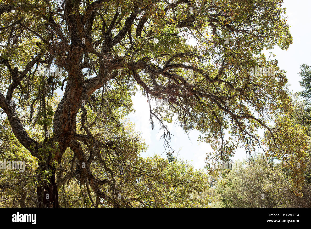 Evergreen oak hi-res stock photography and images - Alamy