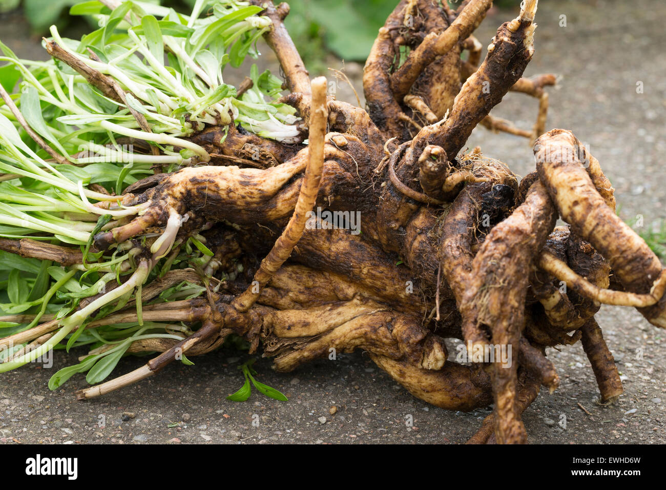 Common soapwort, crow soap, soapweed, root, roots, Echtes Seifenkraut ...