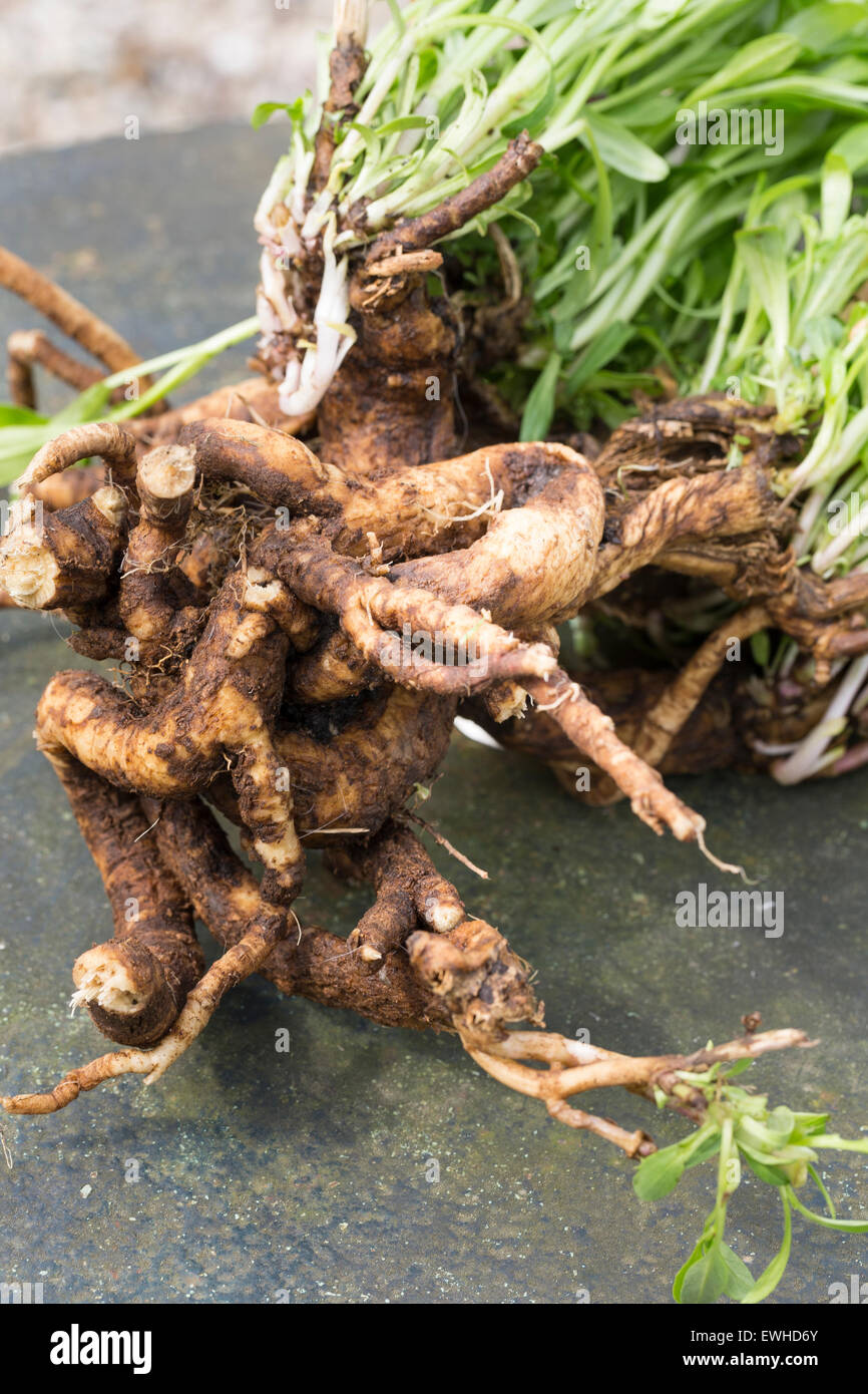 Common soapwort, crow soap, soapweed, root, roots, Echtes Seifenkraut ...