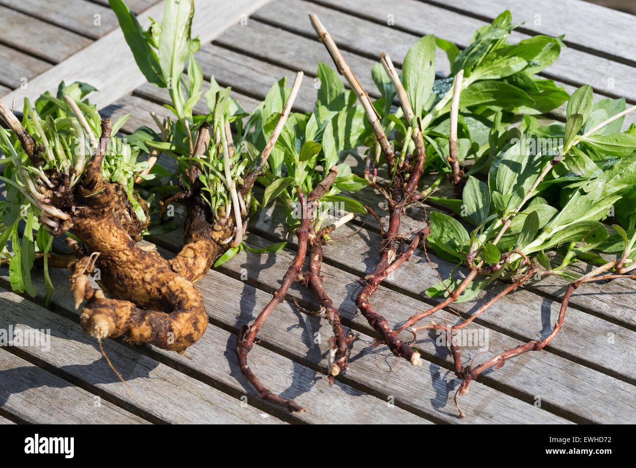 Saponaria officinalis hi-res stock photography and images - Alamy