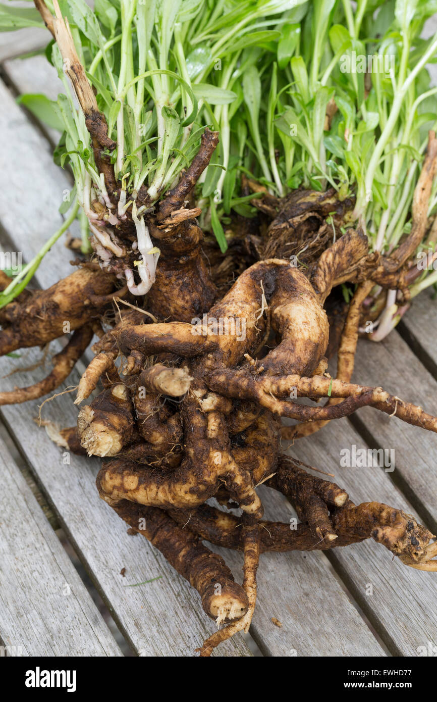 Saponaria officinalis hi-res stock photography and images - Alamy