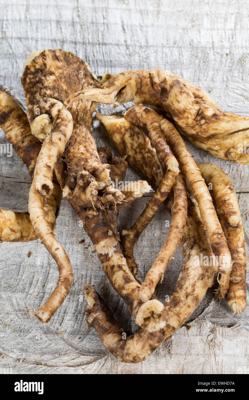 Common soapwort, crow soap, soapweed, root, roots, Echtes Seifenkraut ...