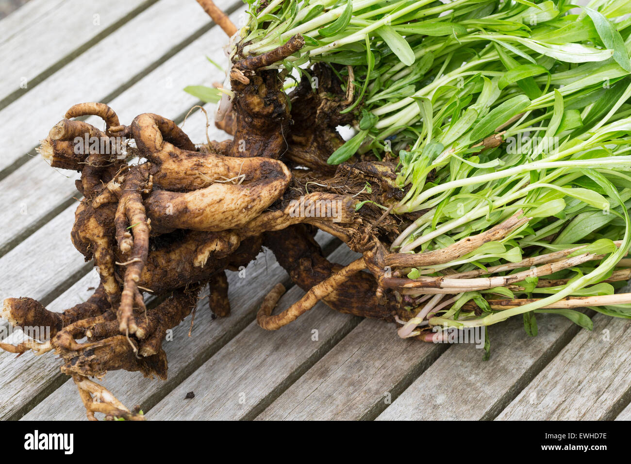 Common soapwort, crow soap, soapweed, root, roots, Echtes Seifenkraut ...