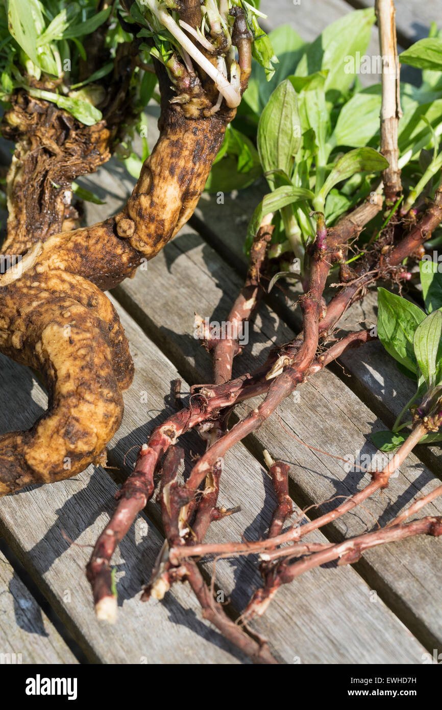 Common soapwort, crow soap, soapweed, root, roots, Echtes Seifenkraut ...