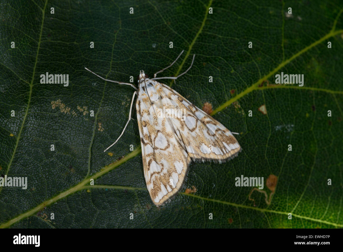 Brown China-mark moth, Seerosenzünsler, Seerosen-Zünsler ...
