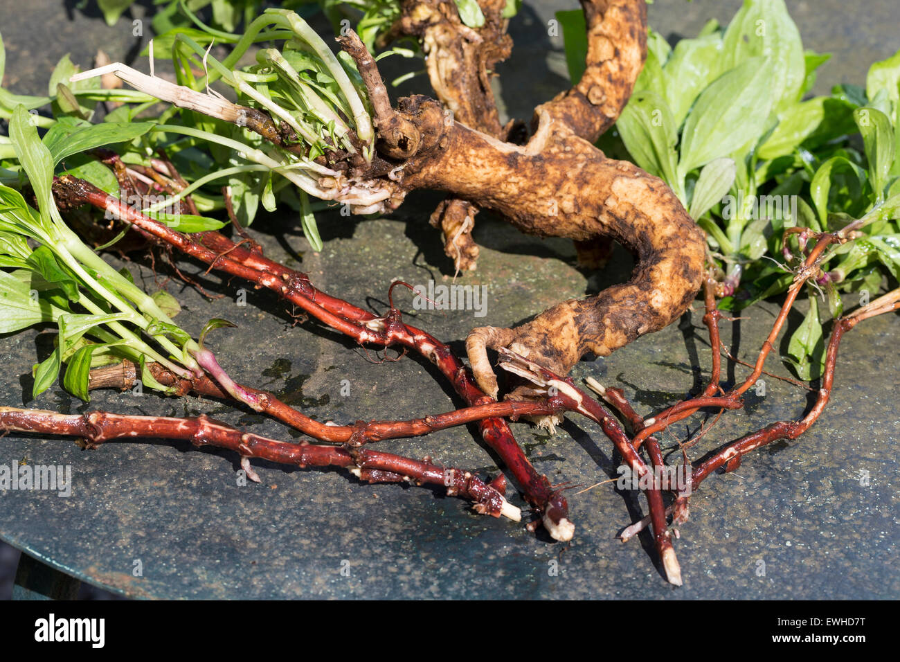 Common soapwort, crow soap, soapweed, root, roots, Echtes Seifenkraut ...