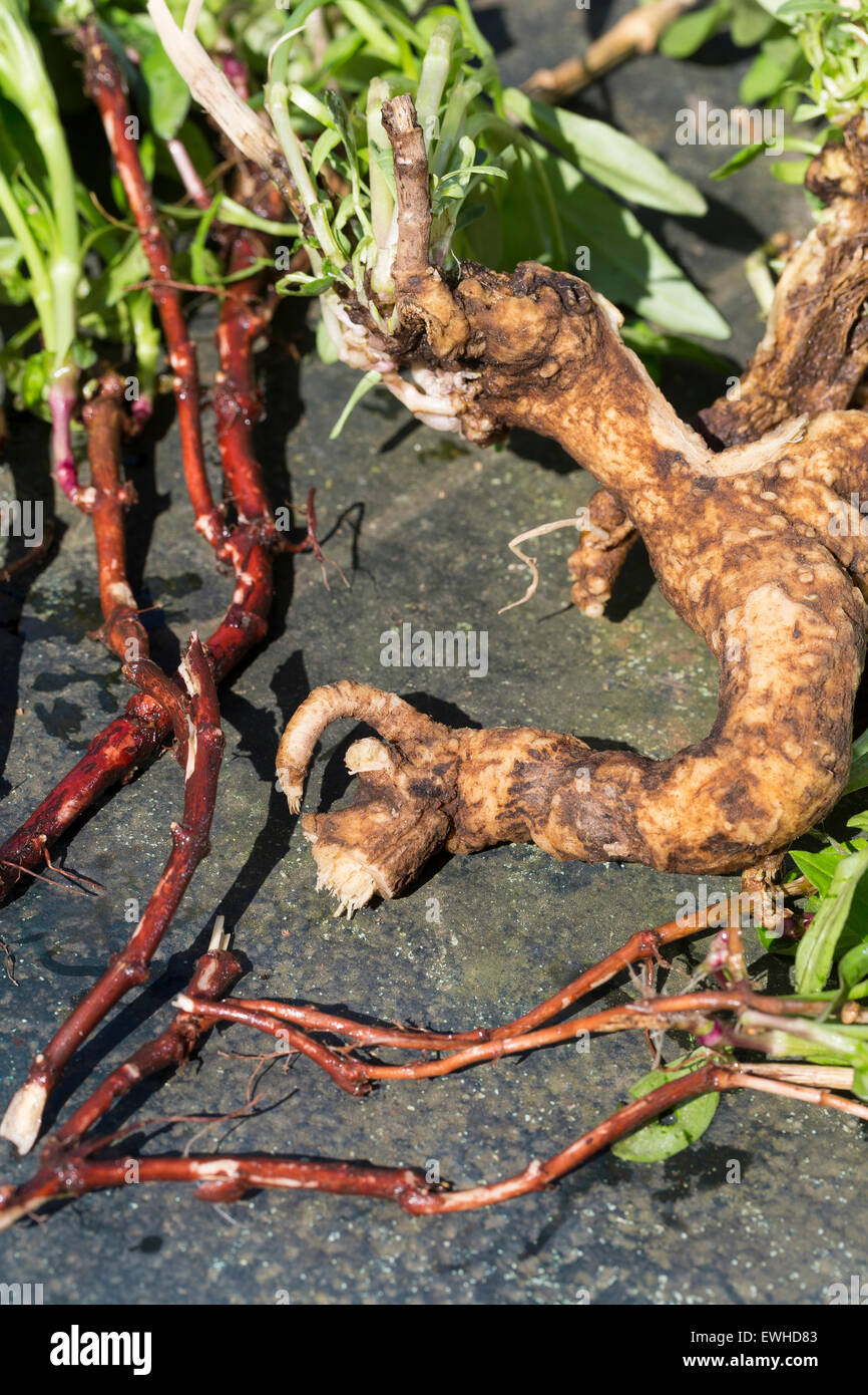 Common soapwort, crow soap, soapweed, root, roots, Echtes Seifenkraut ...