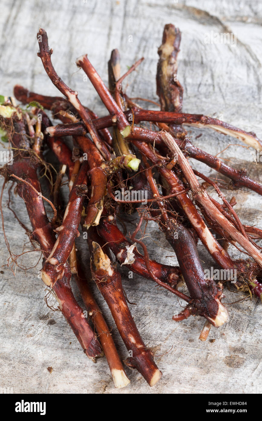 Saponaria roots hi-res stock photography and images - Alamy
