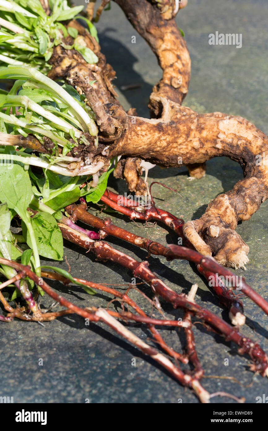 Common soapwort, crow soap, soapweed, root, roots, Echtes Seifenkraut ...