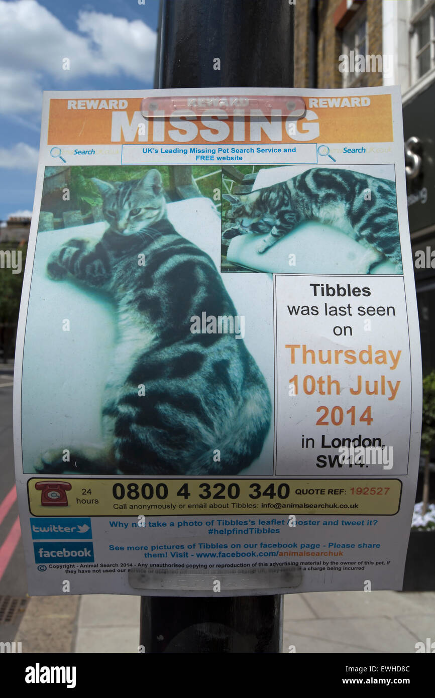 animal search uk poster for a missing cat called tibbles, in east sheen ...