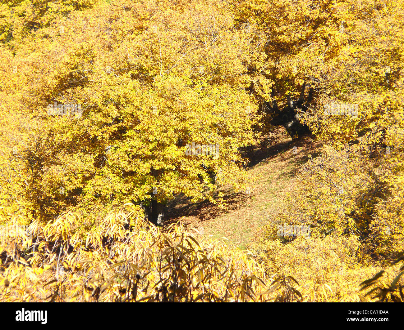 Chestnut trees leaves hi-res stock photography and images - Alamy