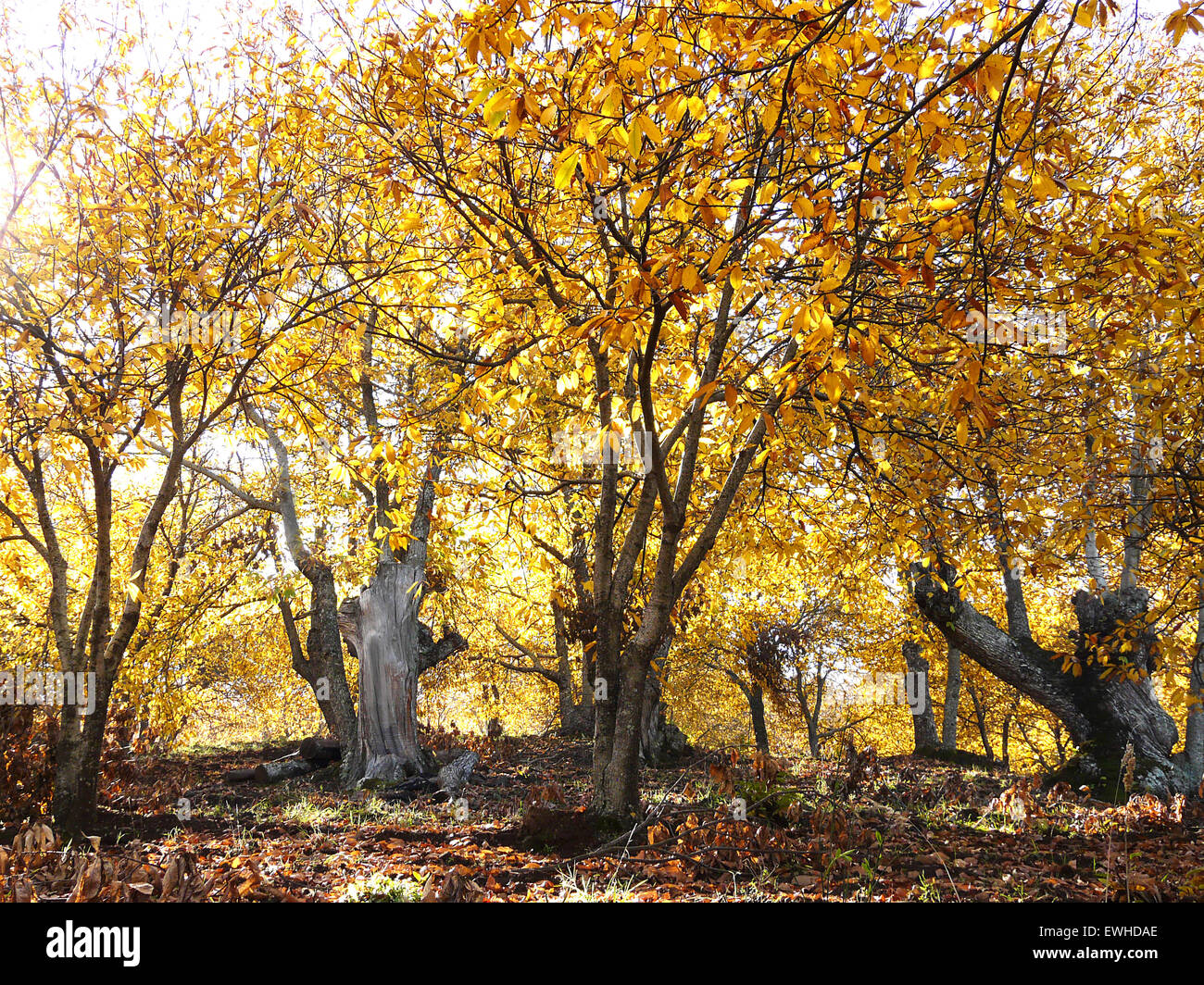 Chestnut trees leaves hi-res stock photography and images - Alamy