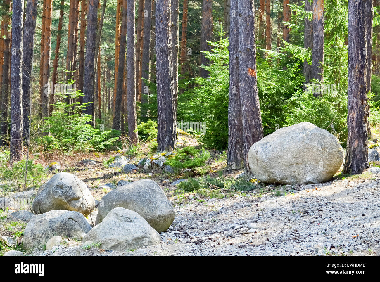 Dense vegetation forest hi-res stock photography and images - Alamy