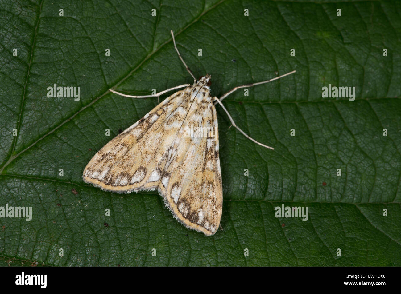 Brown China-mark moth, Seerosenzünsler, Seerosen-Zünsler ...