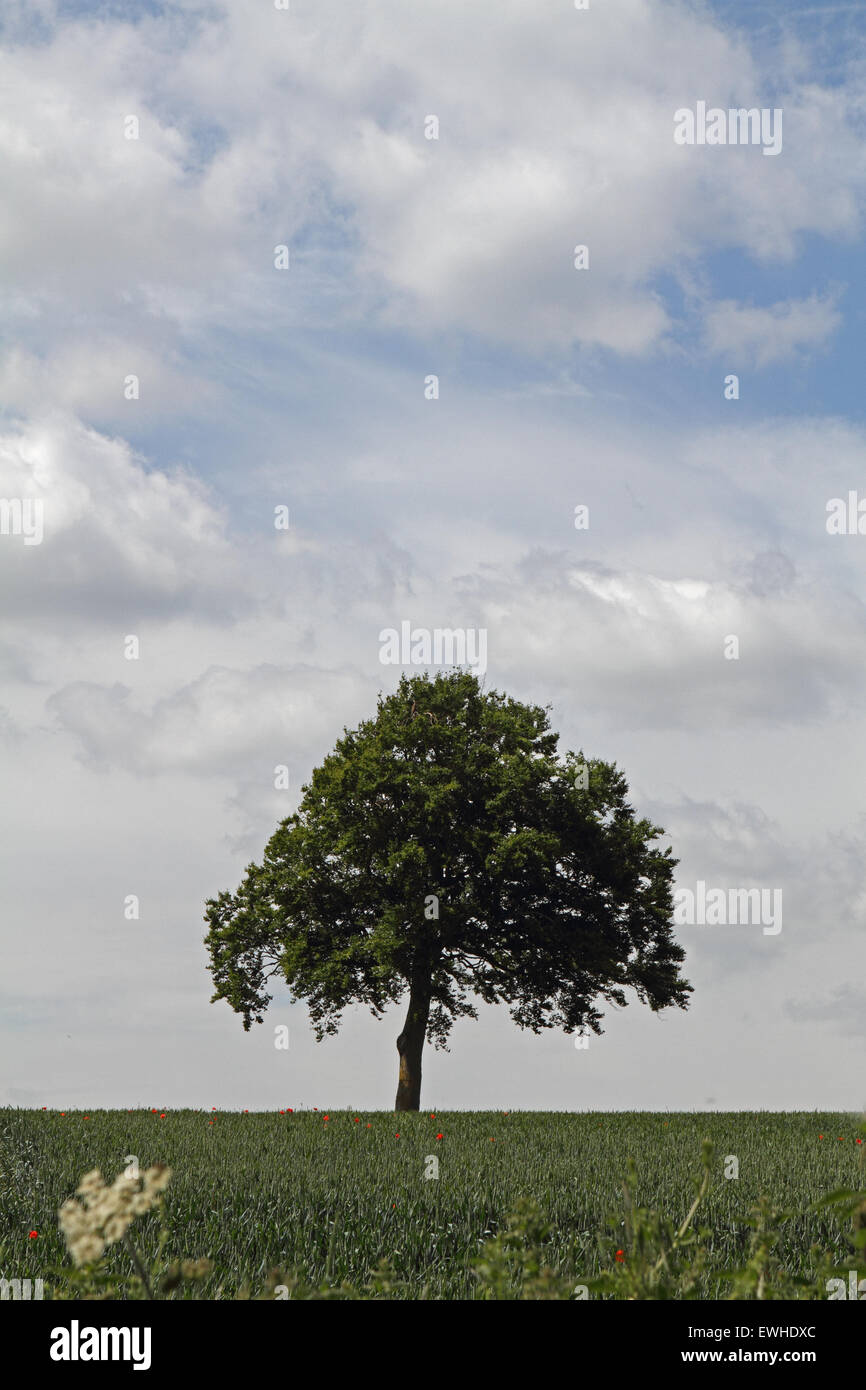A single tree in a field Stock Photo - Alamy