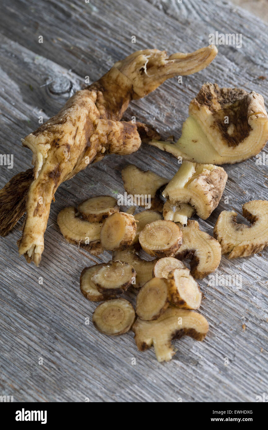 Common soapwort, crow soap, soapweed, root, roots, Echtes Seifenkraut ...