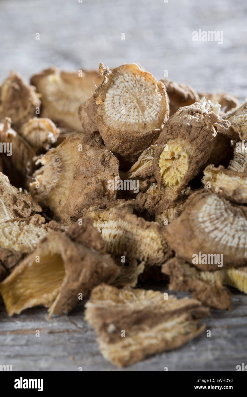 Common soapwort, crow soap, soapweed, root, roots, Echtes Seifenkraut ...